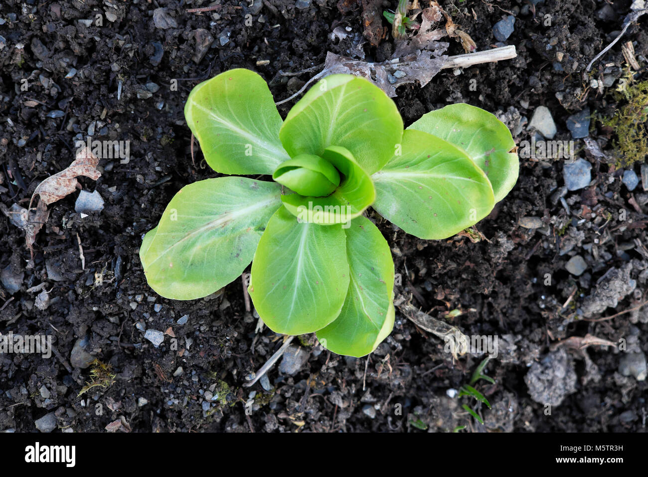 Chicory growing garden hi-res stock photography and images - Alamy