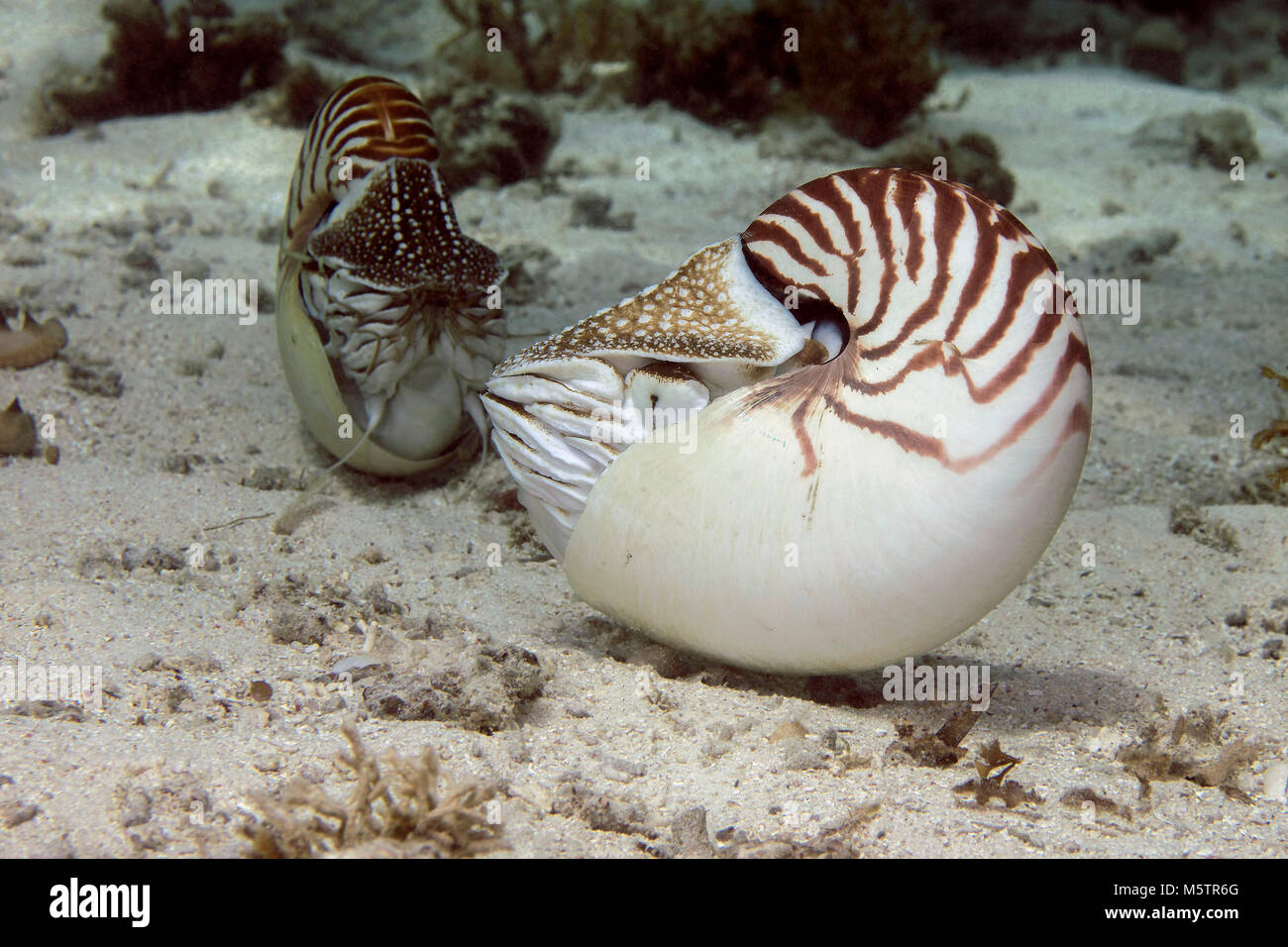 Nautilus near Panglao Island, Philippines Stock Photo - Alamy