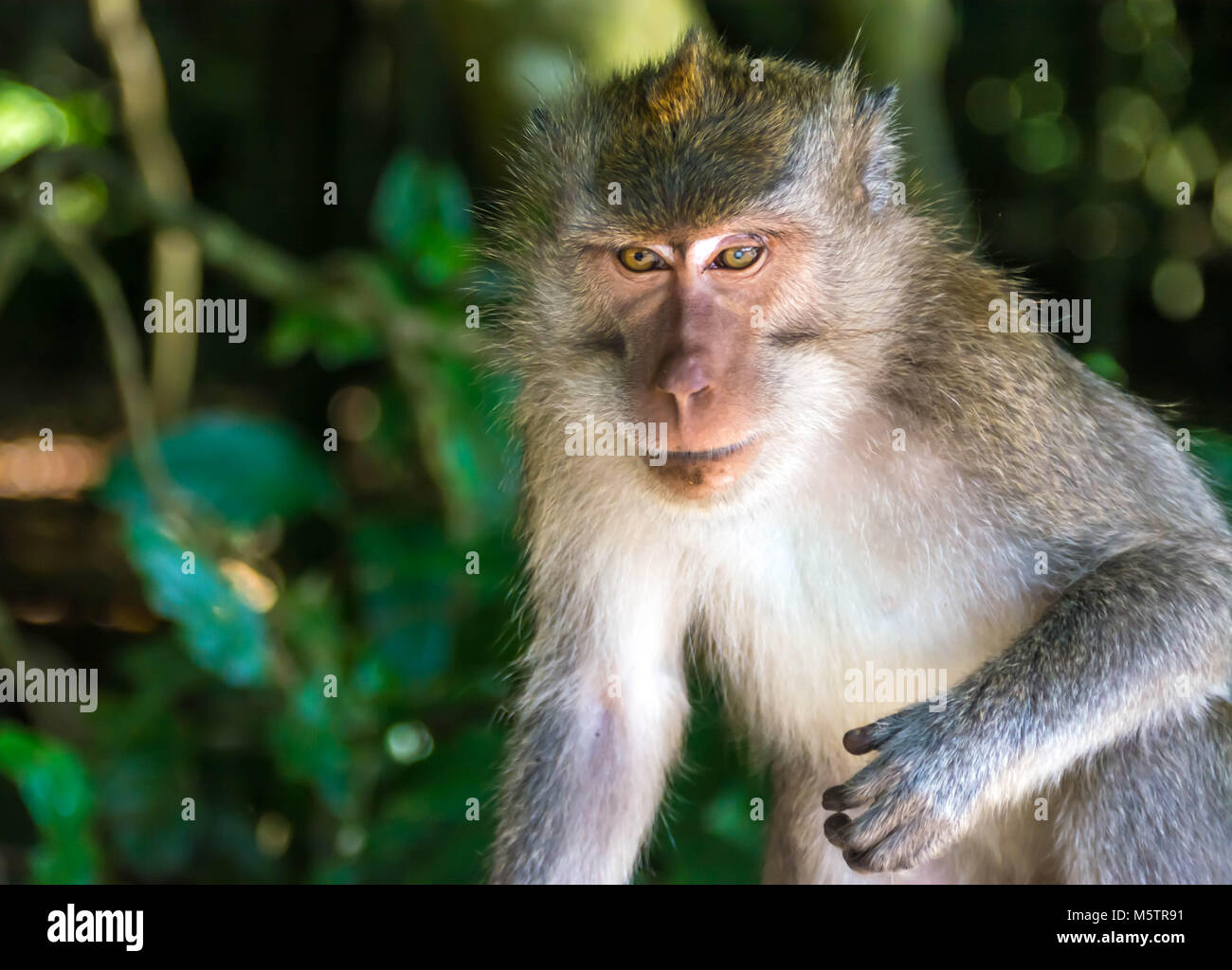 Indonesia bali danau lake pura hi-res stock photography and images - Alamy