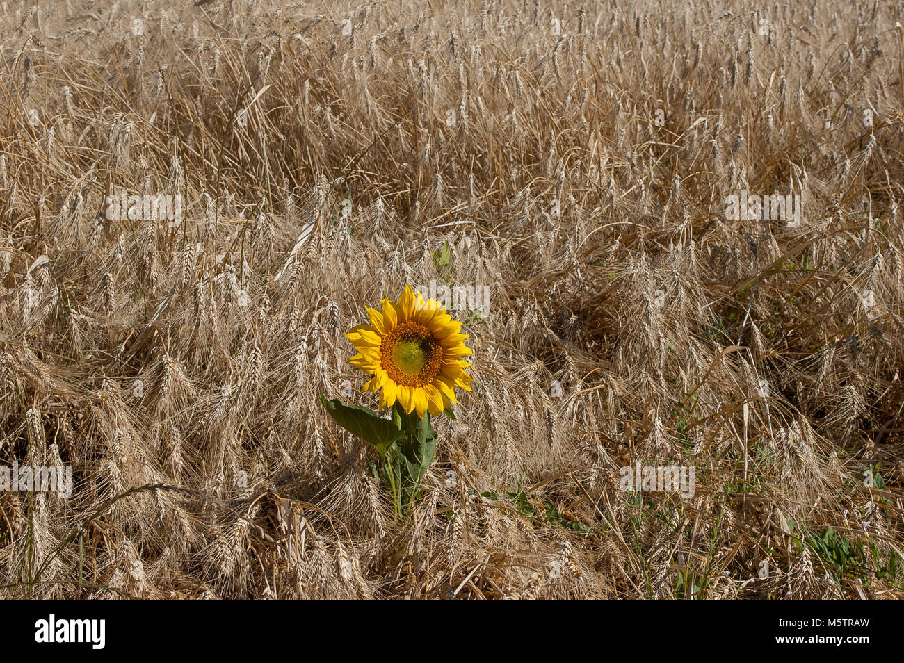 flowery field of sunflowers Stock Photo - Alamy