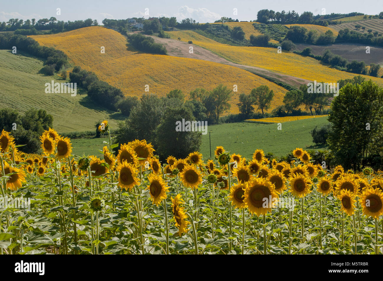 flowery field of sunflowers Stock Photo - Alamy