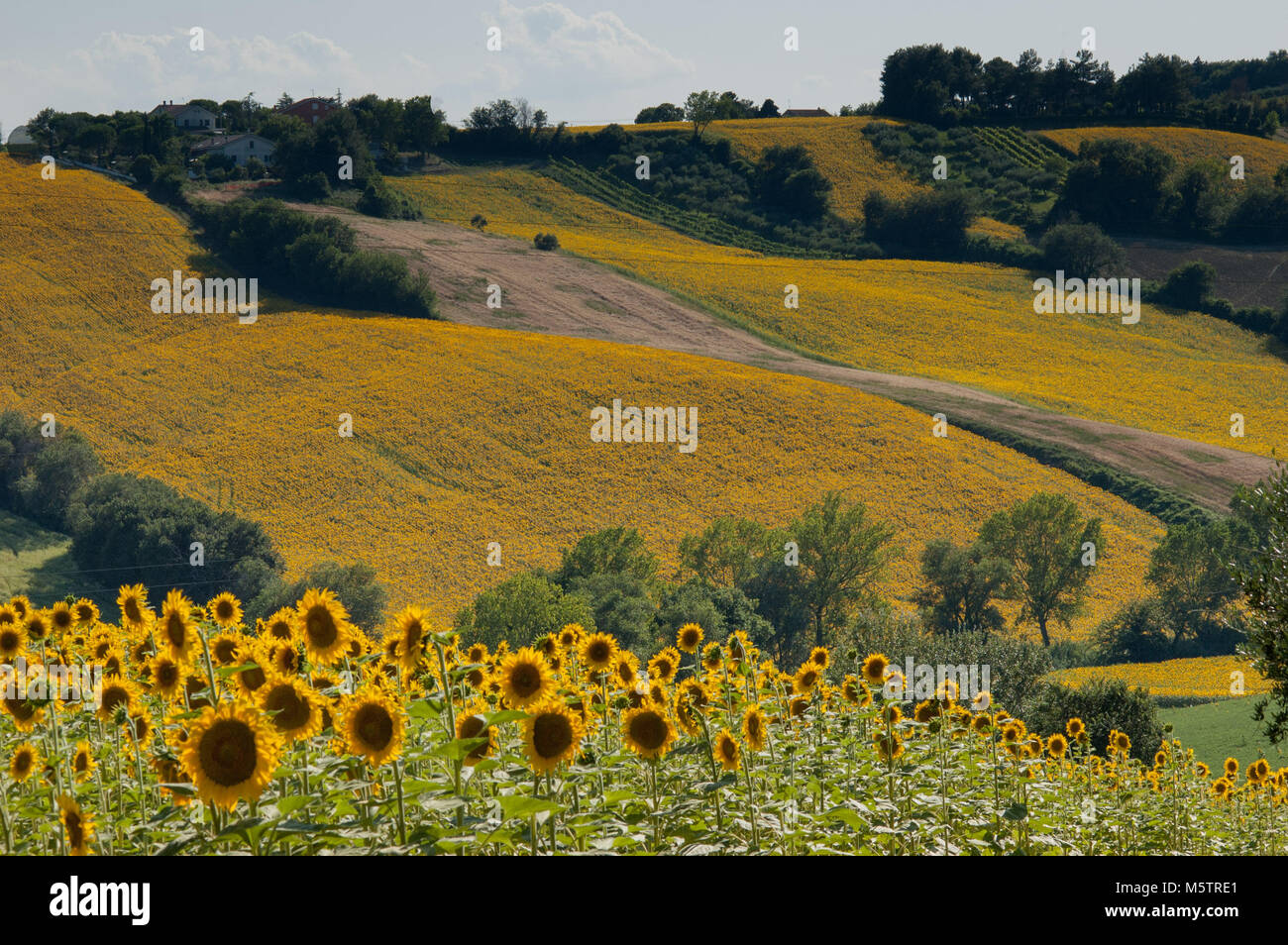 flowery field of sunflowers Stock Photo - Alamy