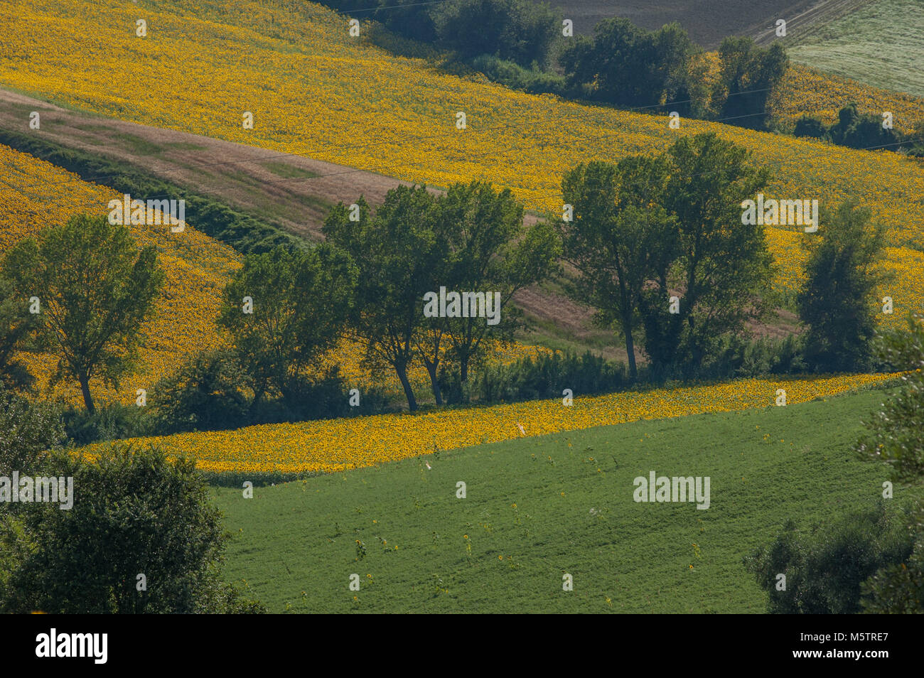 flowery field of sunflowers Stock Photo - Alamy