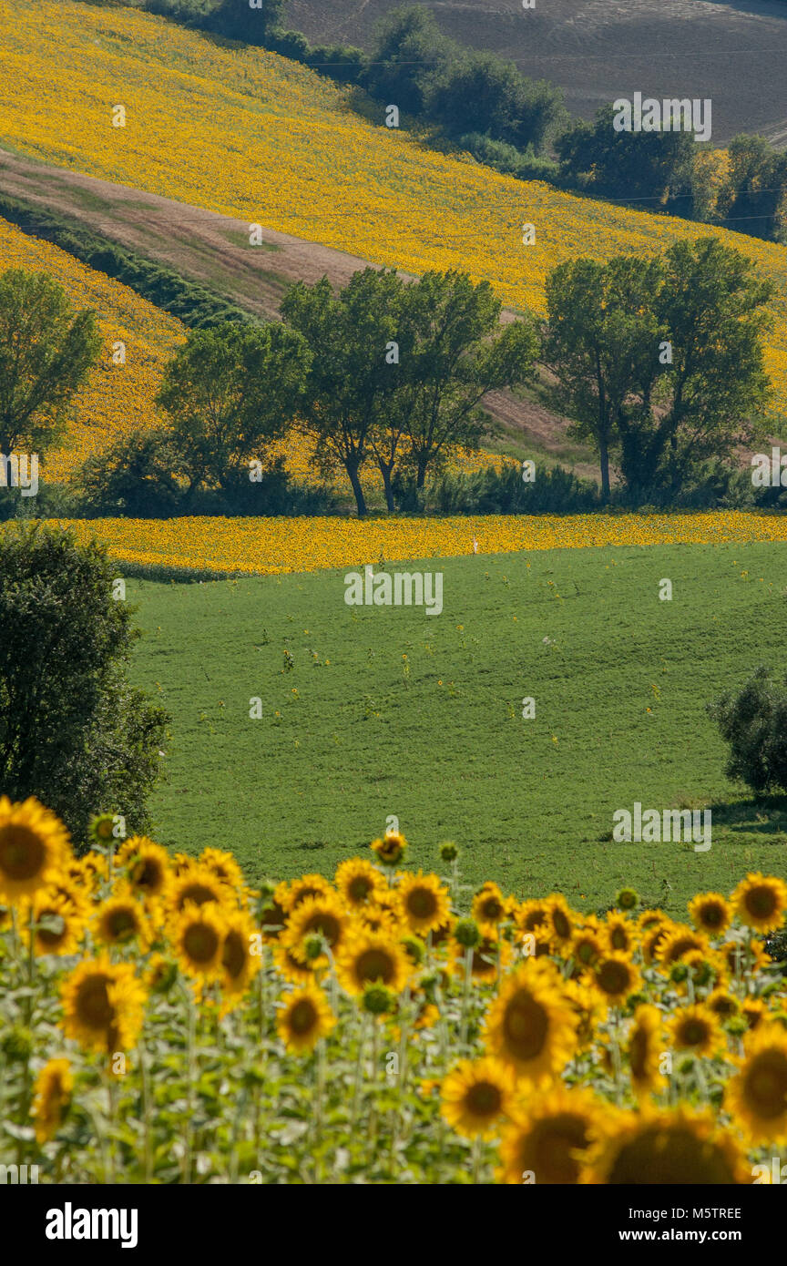 flowery field of sunflowers Stock Photo - Alamy