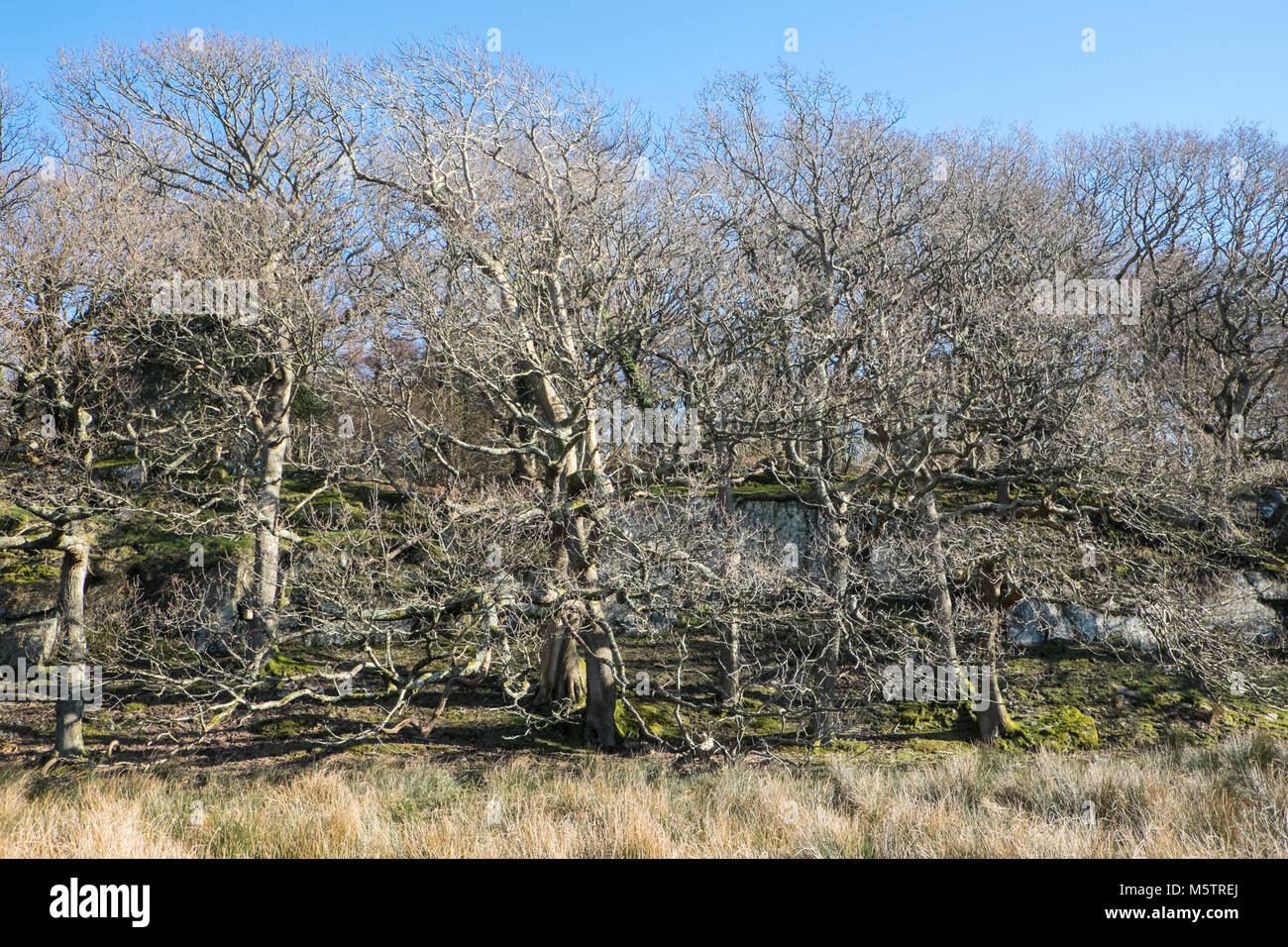 Ynys hir dyfi hi-res stock photography and images - Alamy