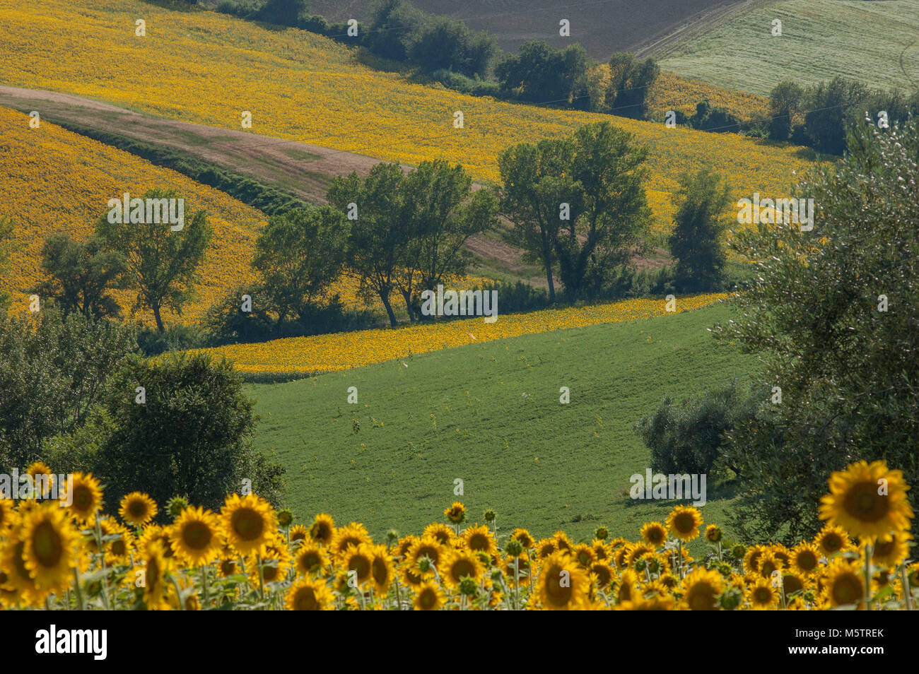 flowery field of sunflowers Stock Photo - Alamy