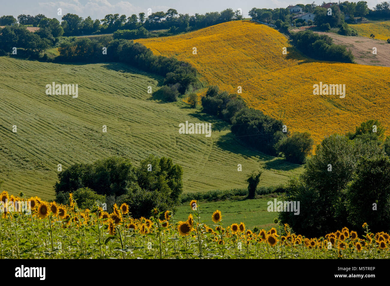 flowery field of sunflowers Stock Photo - Alamy