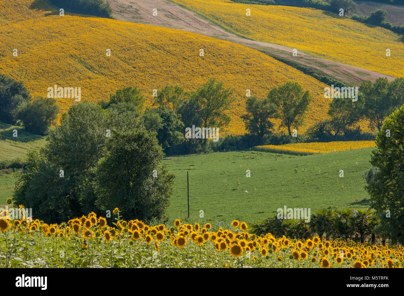 flowery field of sunflowers Stock Photo - Alamy