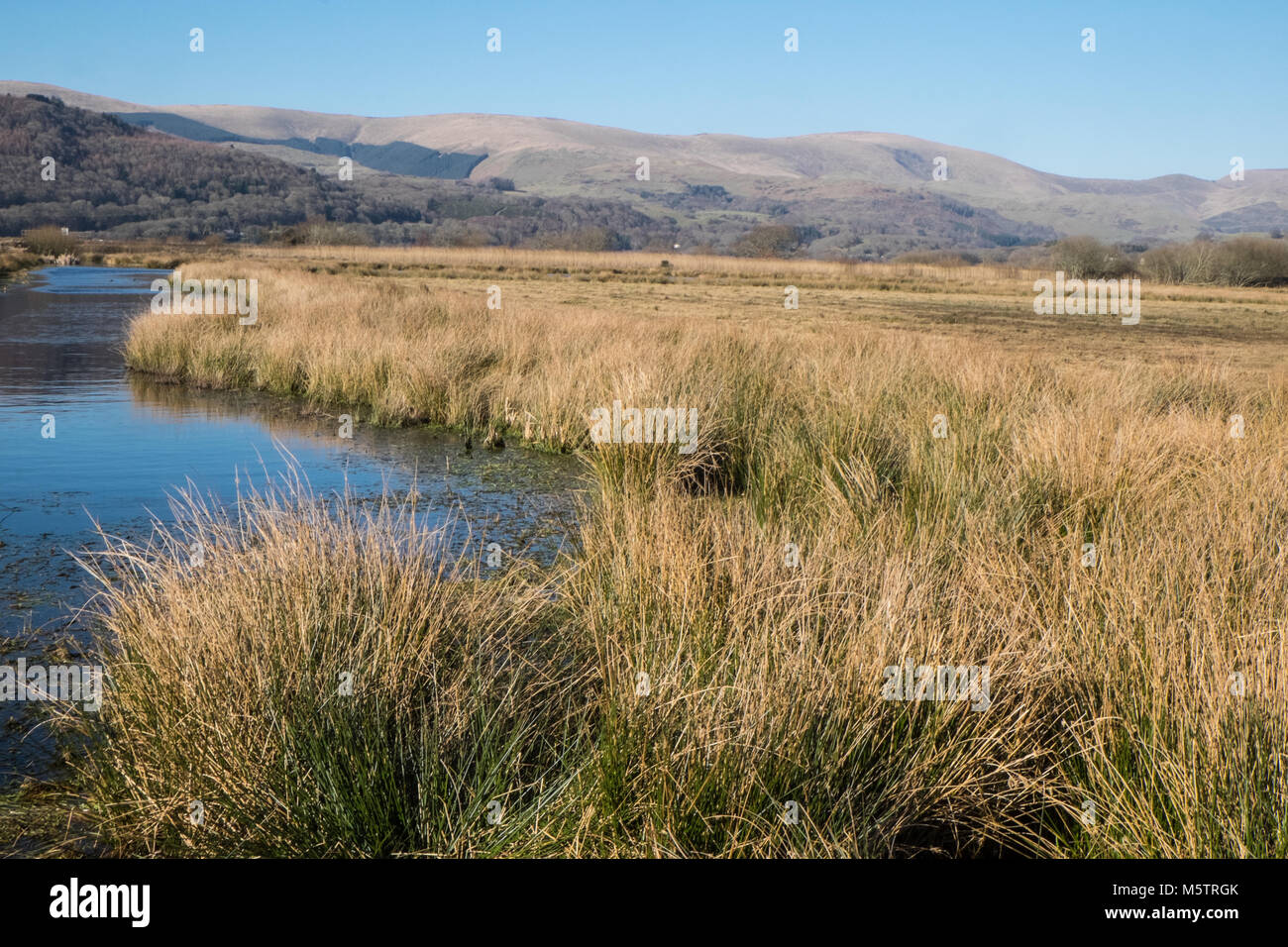 Ynys hir dyfi hi-res stock photography and images - Alamy
