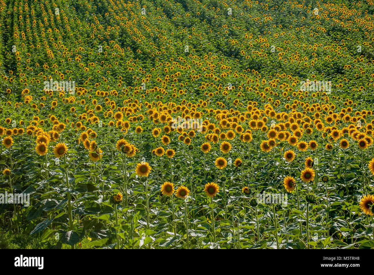 flowery field of sunflowers Stock Photo - Alamy