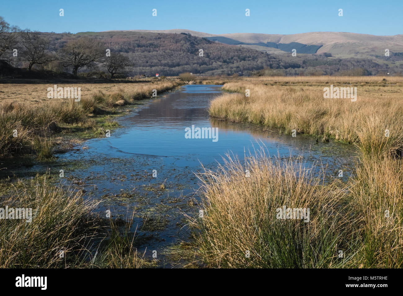 Ynys hir dyfi hi-res stock photography and images - Alamy