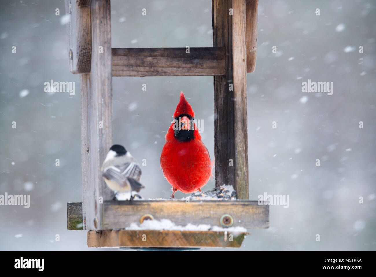 Vibrant male red cardinal eating sunflower seeds in open feeder in snow ...