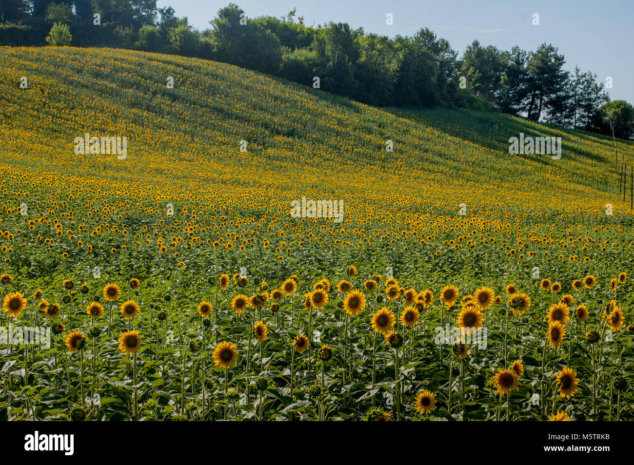 flowery field of sunflowers Stock Photo - Alamy