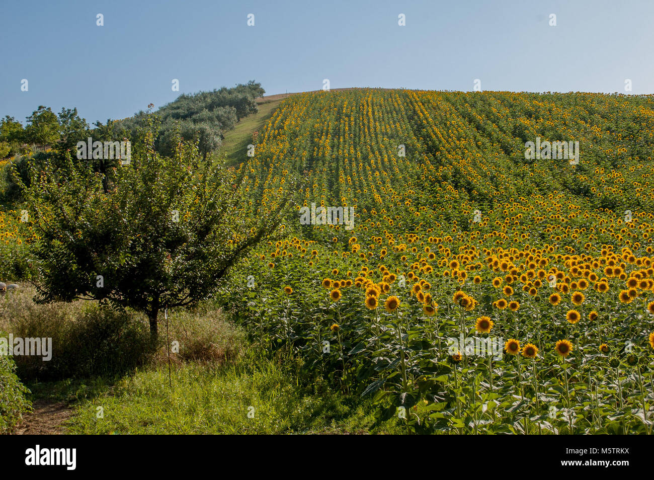 flowery field of sunflowers Stock Photo - Alamy