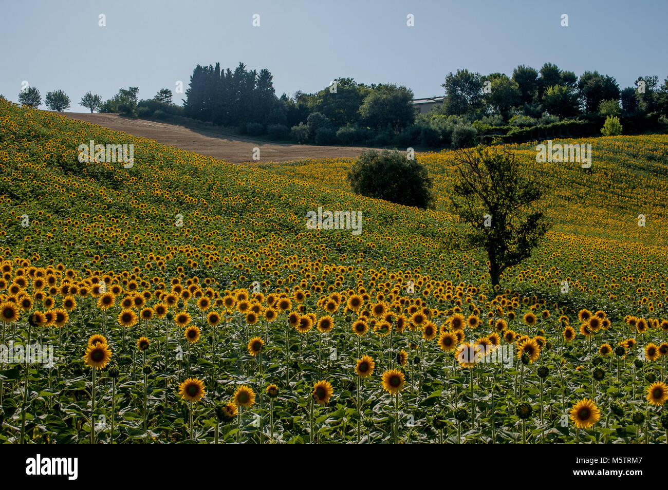 flowery field of sunflowers Stock Photo - Alamy