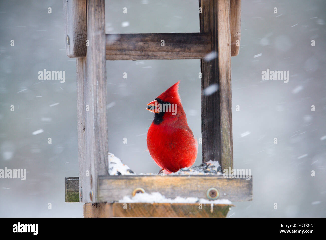Vibrant male red cardinal eating sunflower seeds in open feeder in snow ...