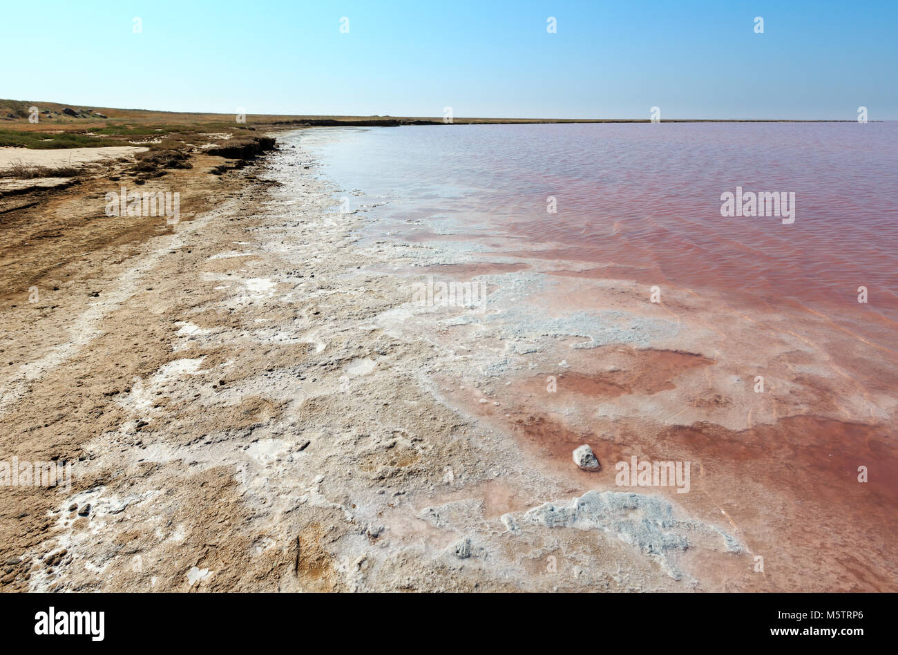 Pink extremely salty Syvash Lake, colored by microalgae with ...