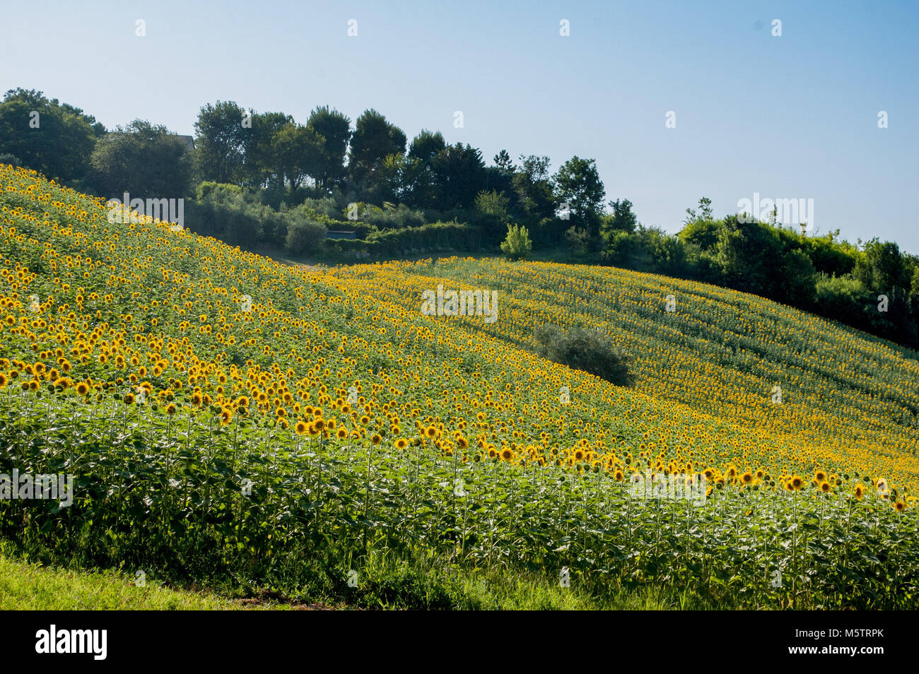 Flowery Field High Resolution Stock Photography and Images - Alamy