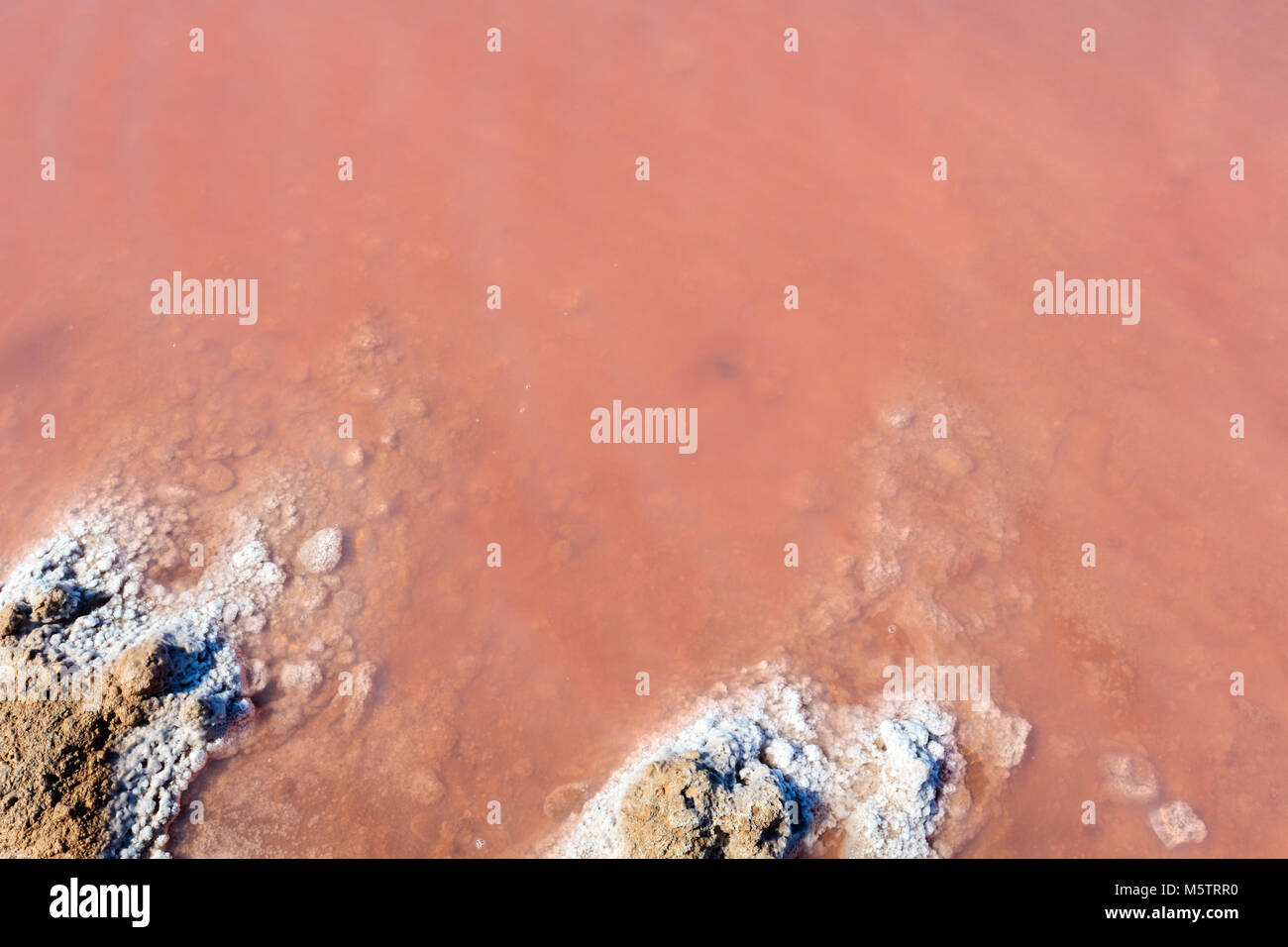 Water surface of pink extremely salty Syvash Lake, colored by ...