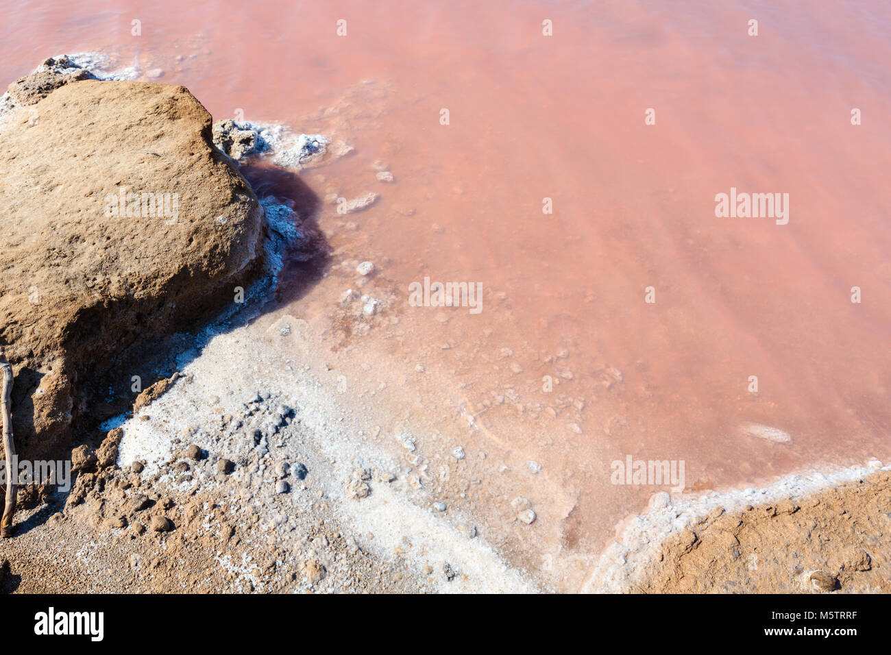 Water surface of pink extremely salty Syvash Lake, colored by ...