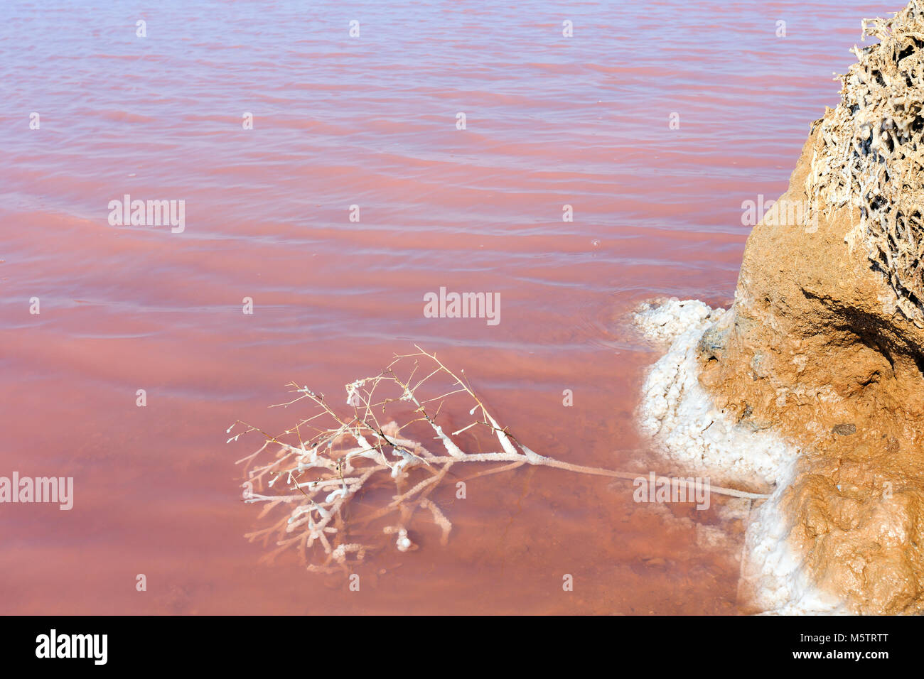 Water surface of pink extremely salty Syvash Lake, colored by ...