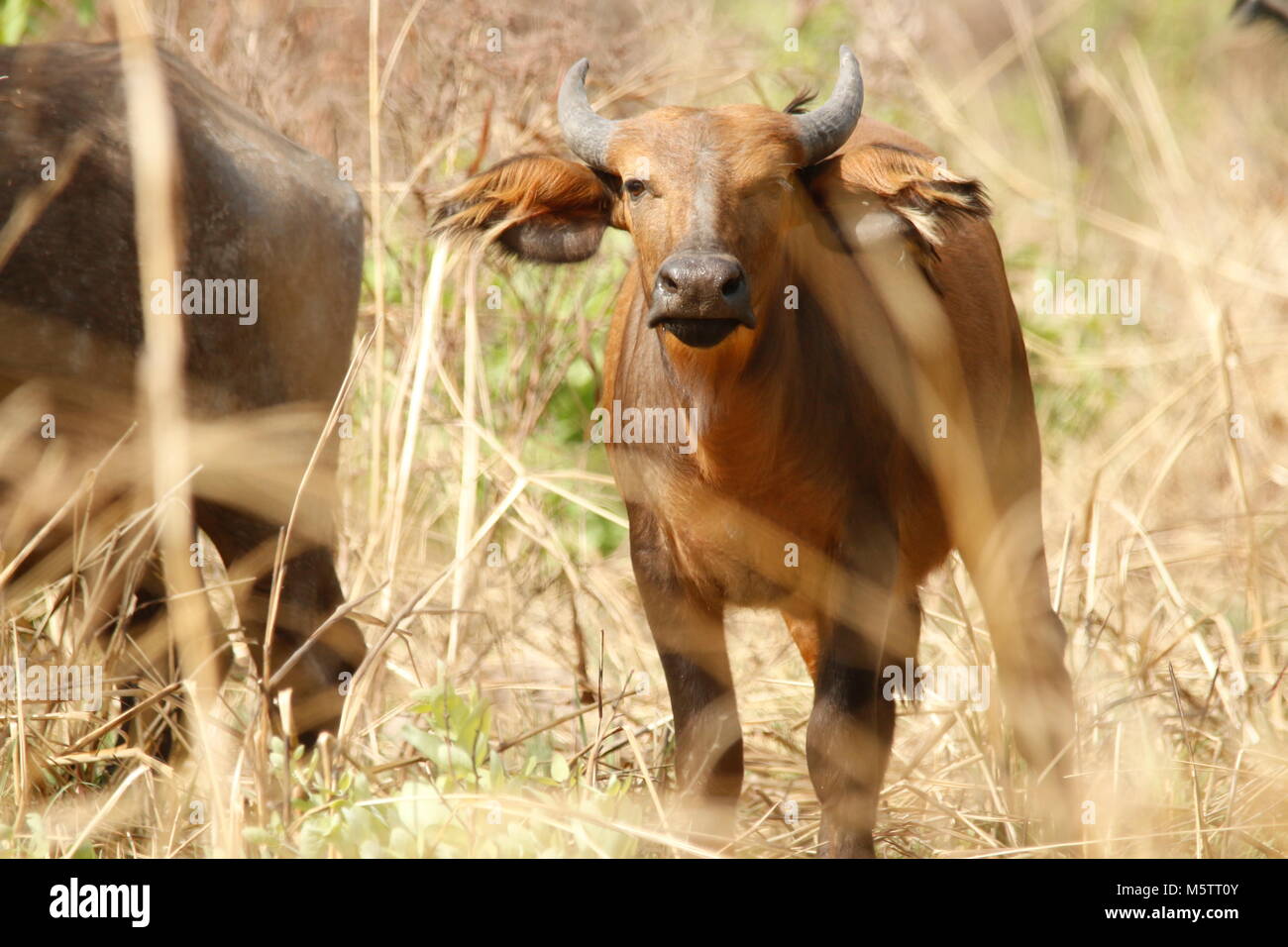 Sudanese buffalo hi-res stock photography and images - Alamy