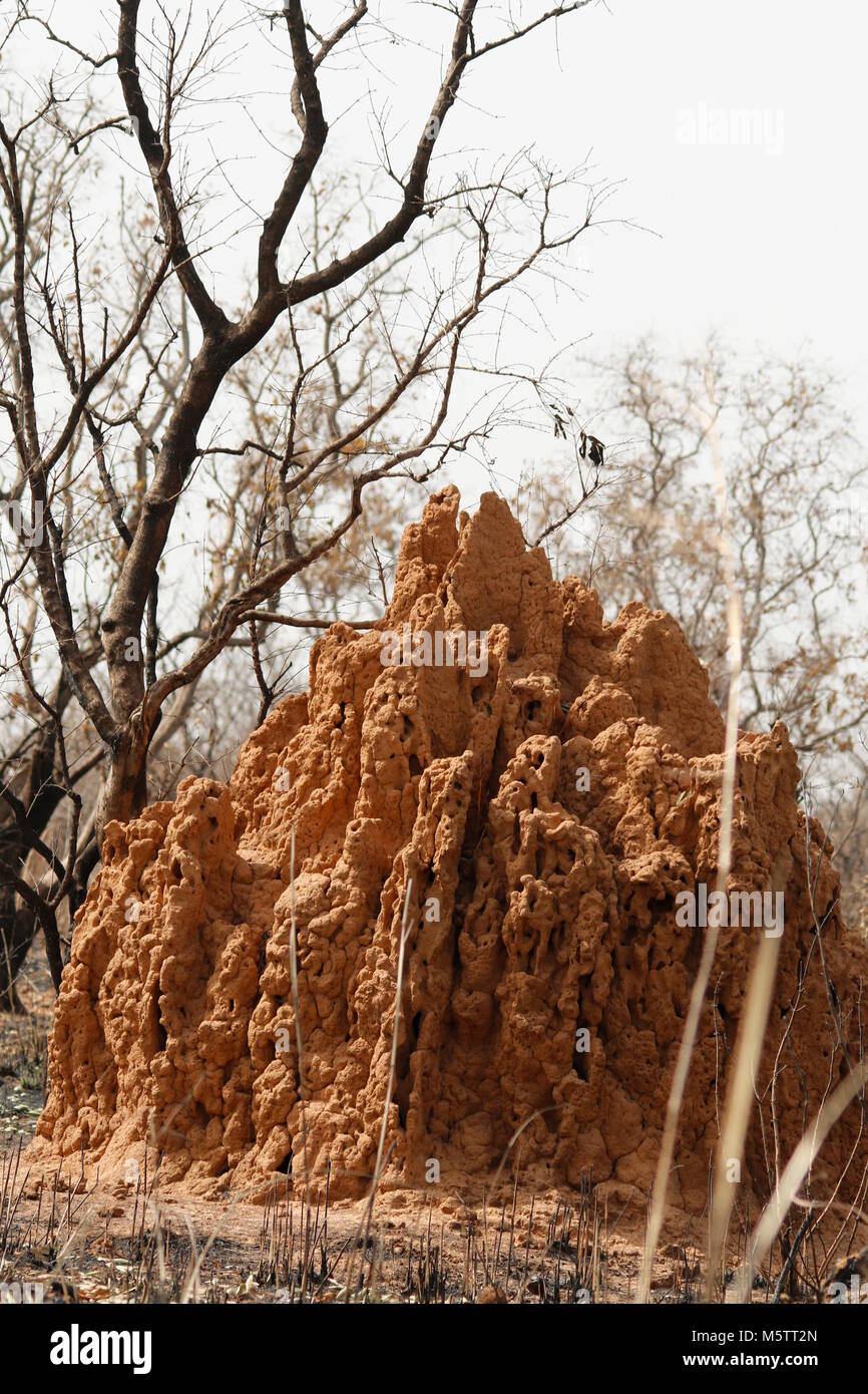 Big termites nest hi-res stock photography and images - Alamy