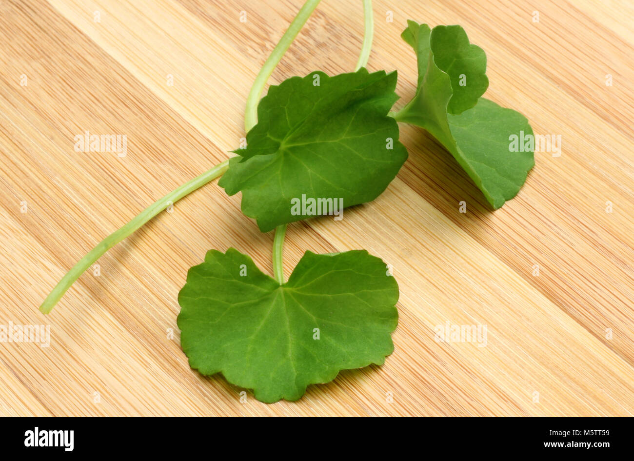 Medicinal Thankuni leaves on wooden background Stock Photo - Alamy