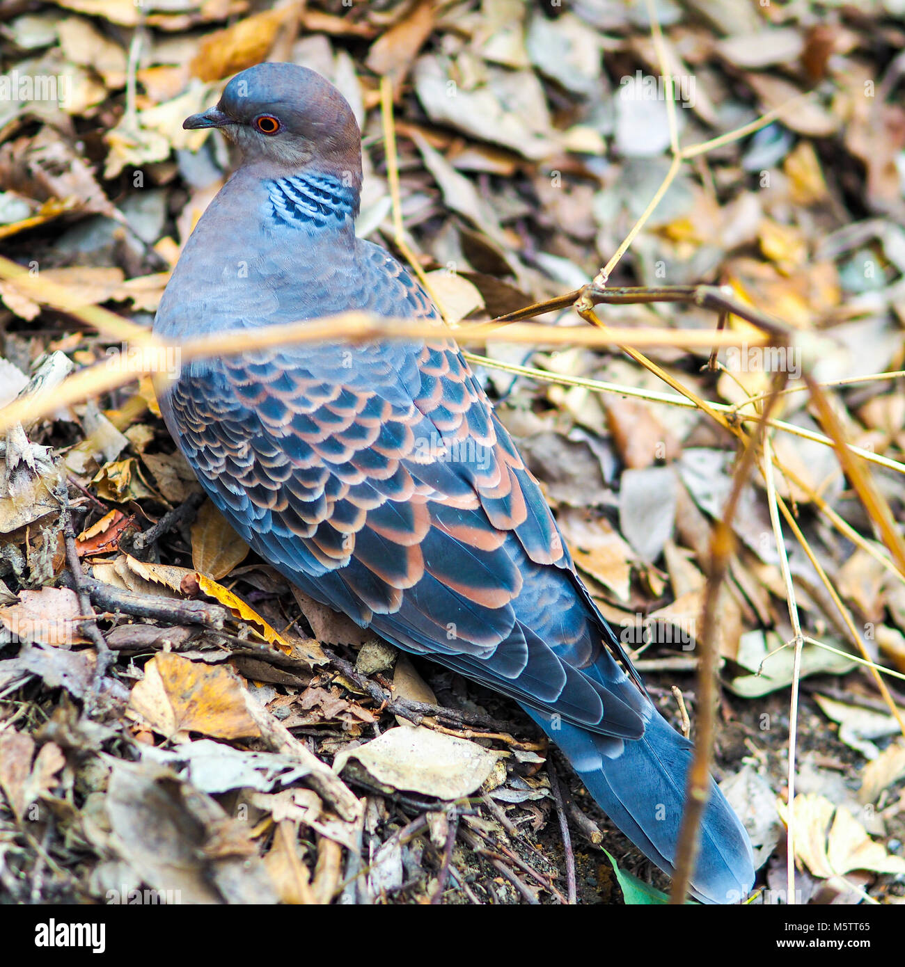 Turtle dove pattern hi-res stock photography and images - Alamy