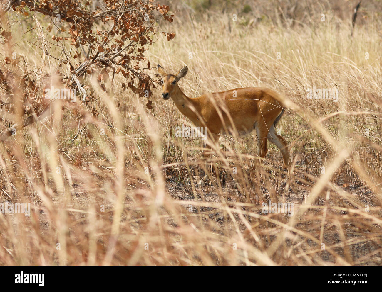 female impala on the savanna Stock Photo - Alamy
