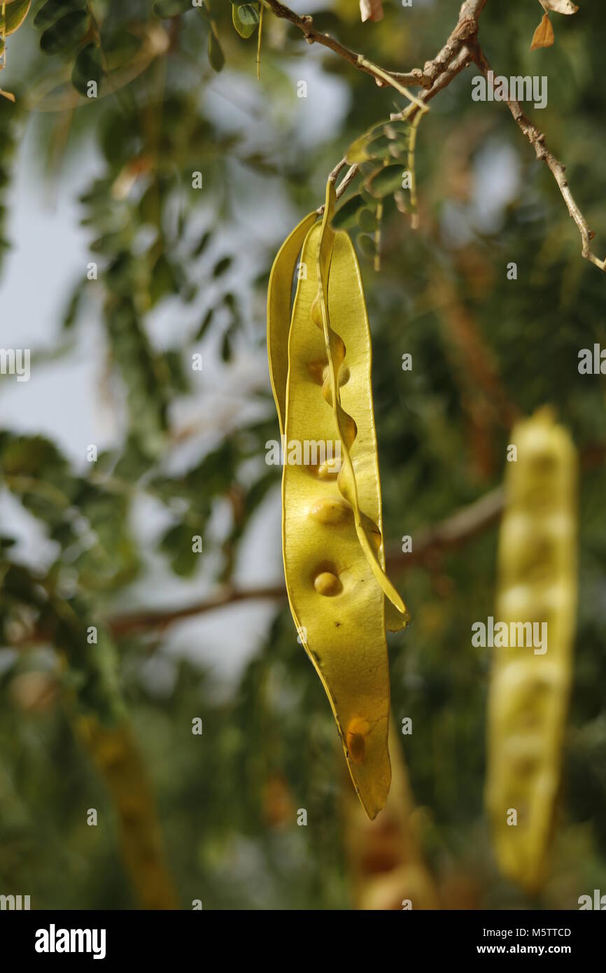 Long beans africa hi-res stock photography and images - Alamy