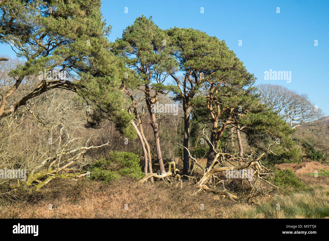 Ynyshir hi-res stock photography and images - Alamy