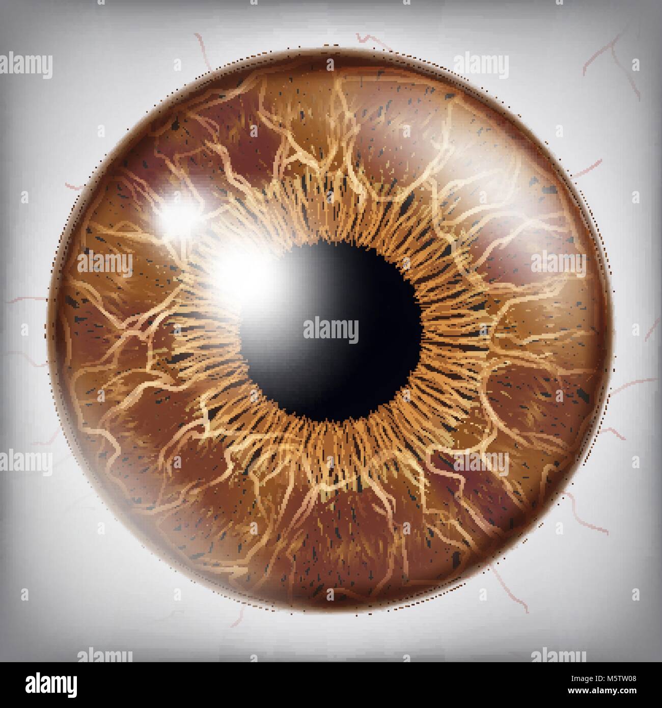 Human Eye Iris Vector. 3D Realistic Eyeball Illustration Stock Vector ...