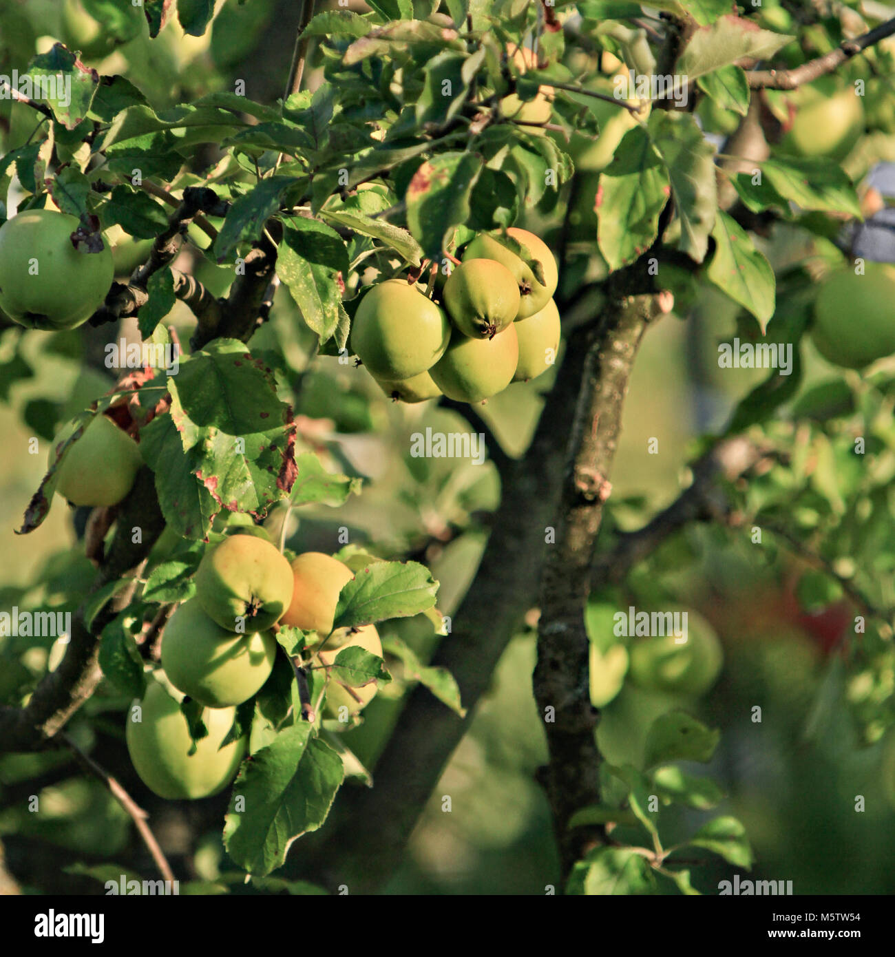 apple tree branch Stock Photo - Alamy