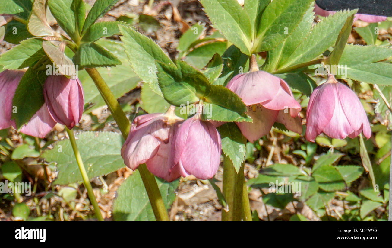 Helleborum green flower plants hi-res stock photography and images - Alamy