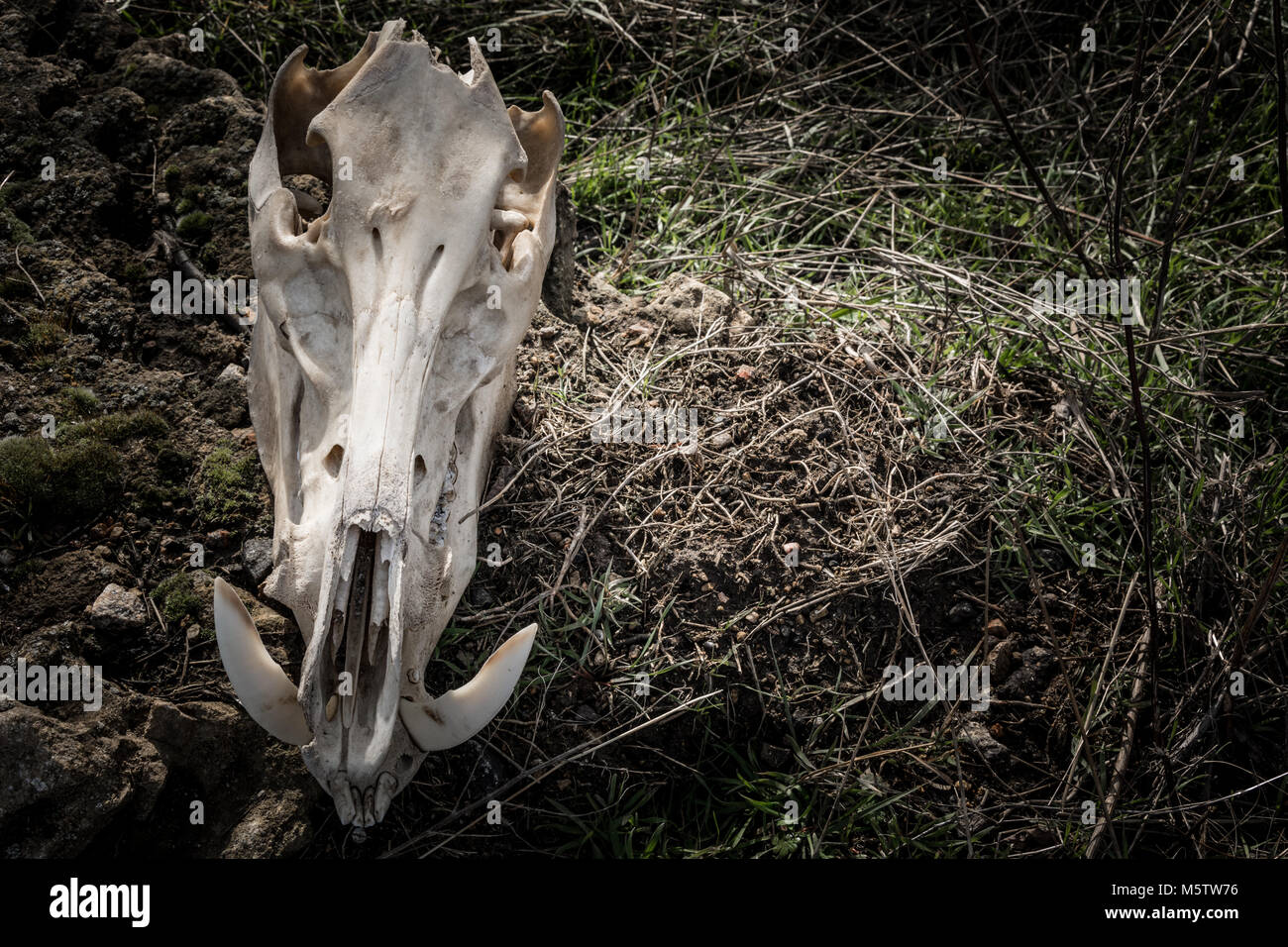 Skull of a wild boar in a dark, gloomy style, front view Stock Photo ...