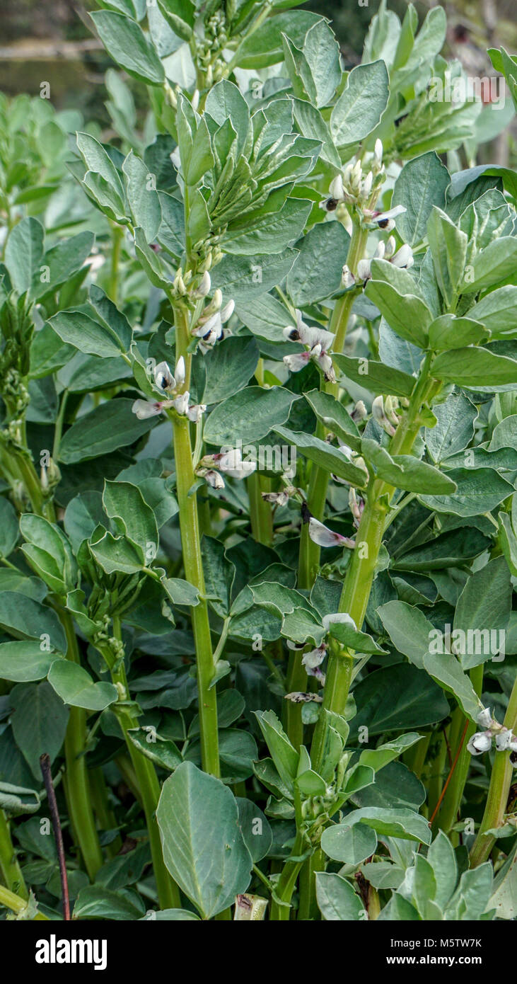 Broad Bean plant closeup 1 Stock Photo - Alamy