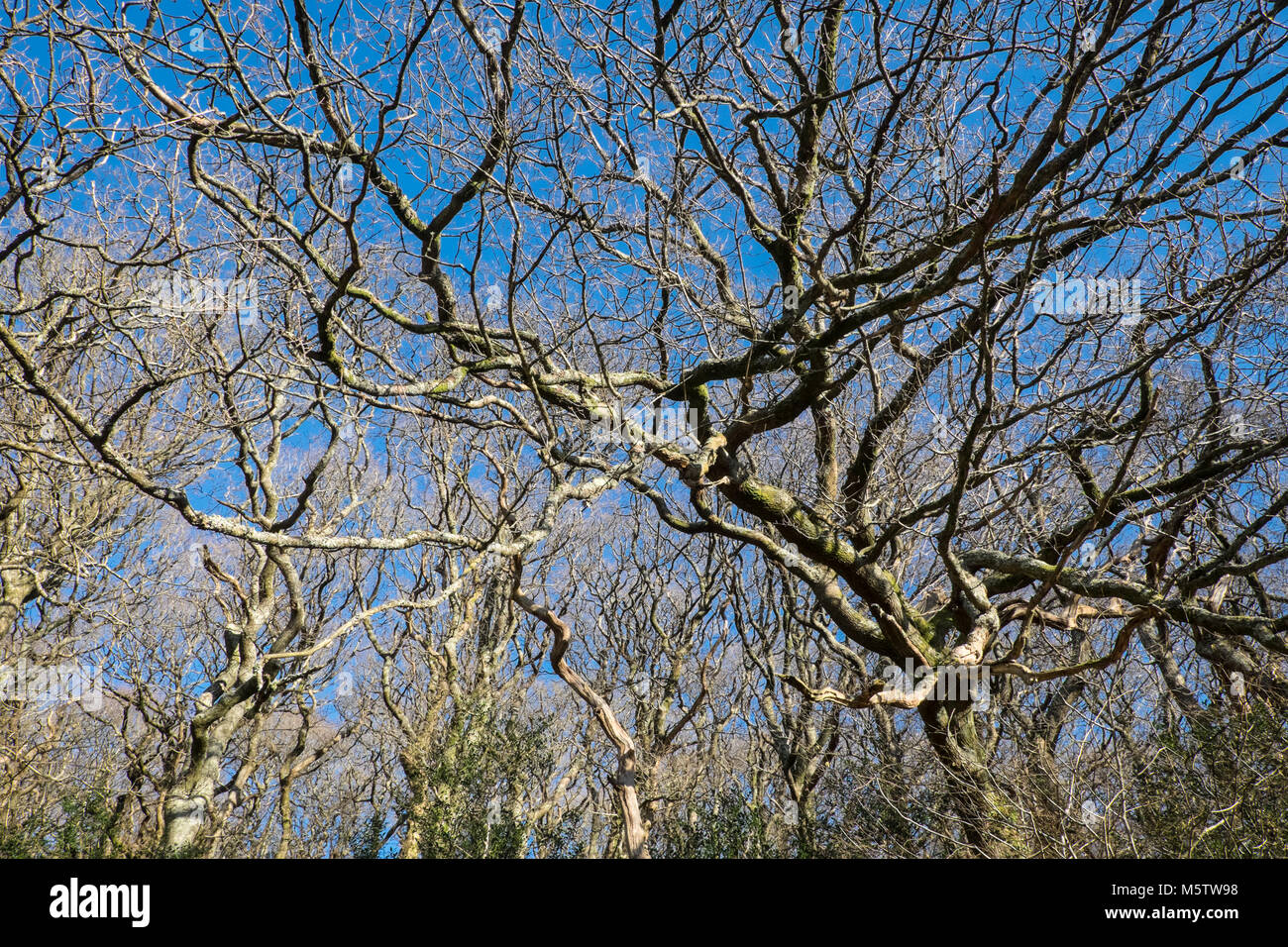Rspb nest box hi-res stock photography and images - Alamy