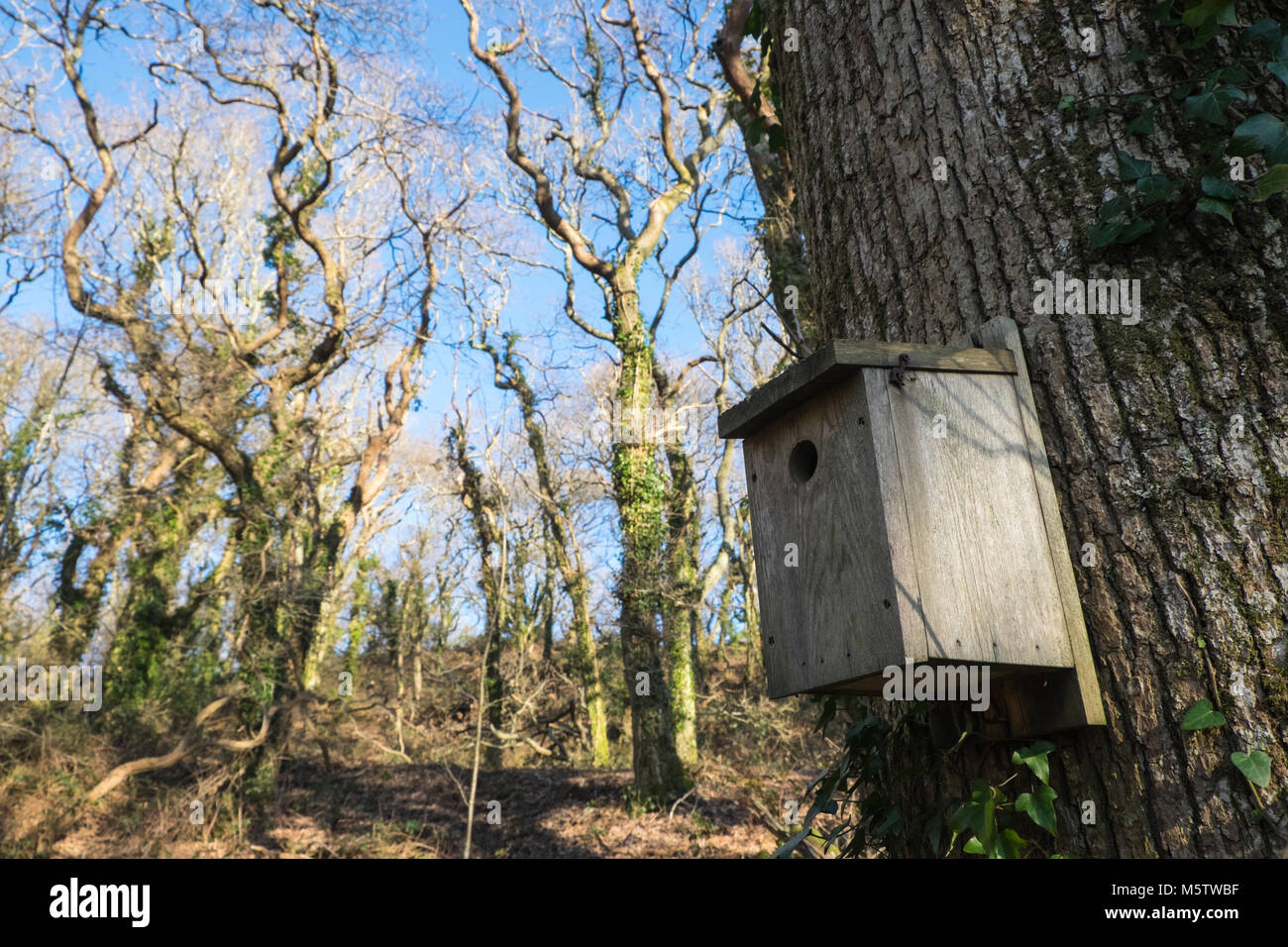 Rspb nest box hi-res stock photography and images - Alamy