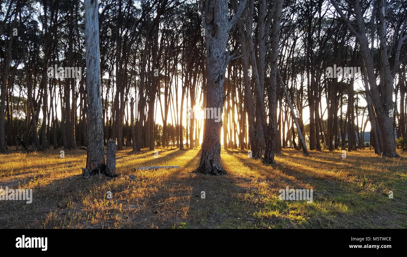 Sunset into the woods hi-res stock photography and images - Alamy