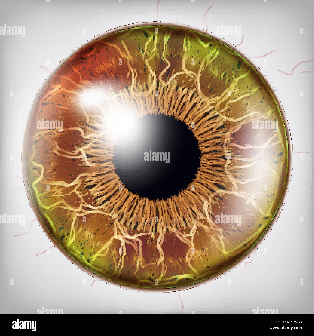 Eye Iris Vector. Vision Medical Concept Illustration Stock Vector Image ...