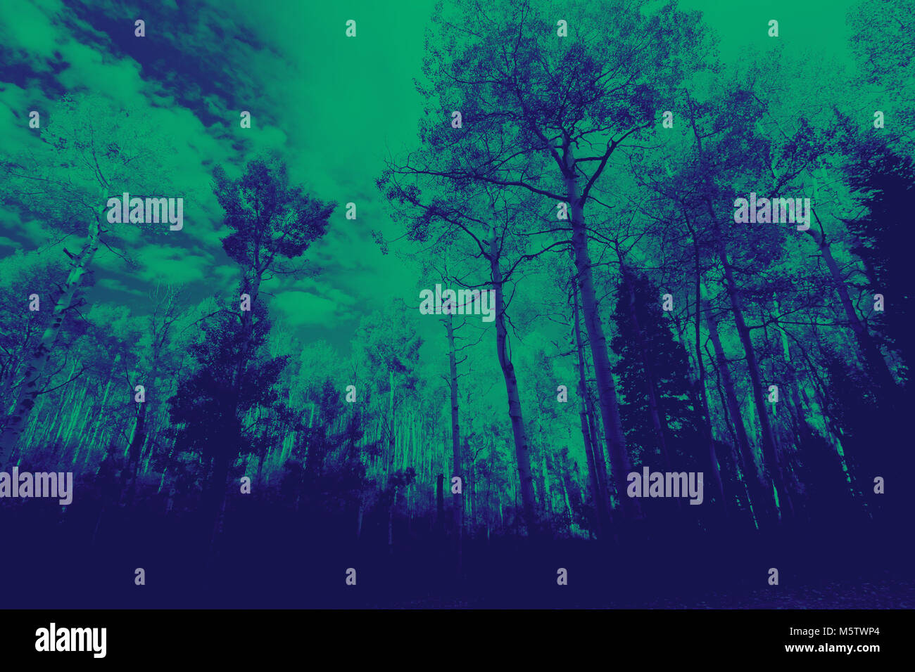 Blue and green trees forest landscape Stock Photo - Alamy