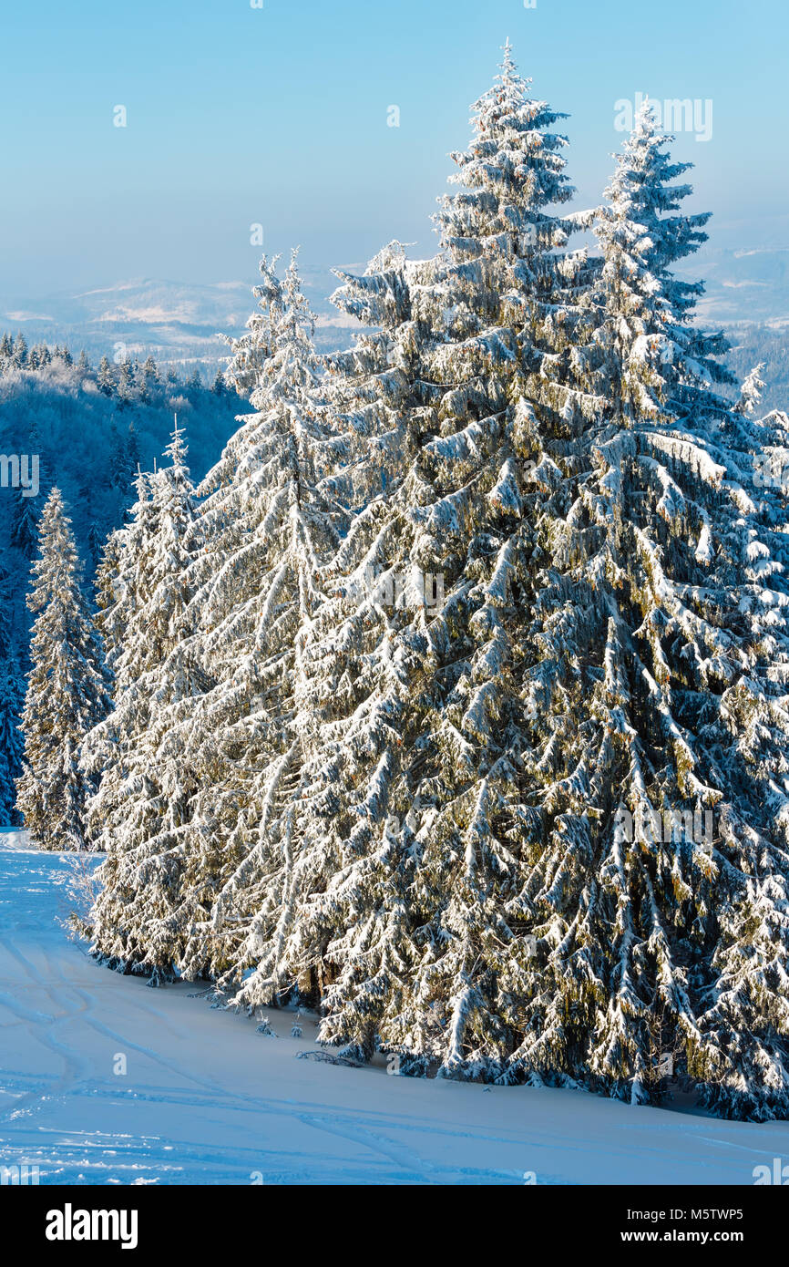 Beautiful frosting fir trees hi-res stock photography and images - Alamy