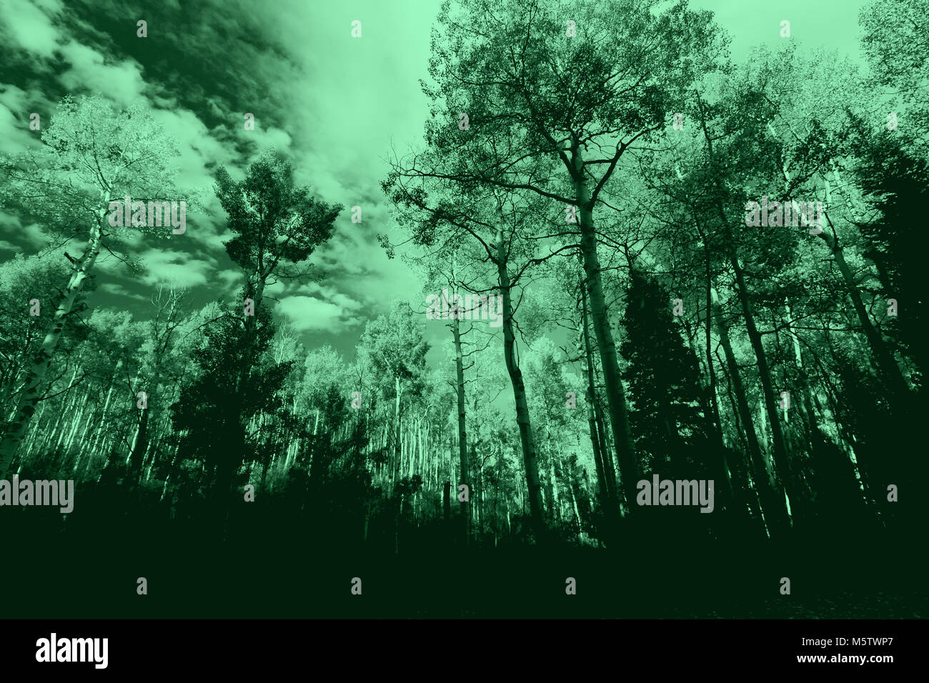 Green color effect on forest landscape Stock Photo - Alamy