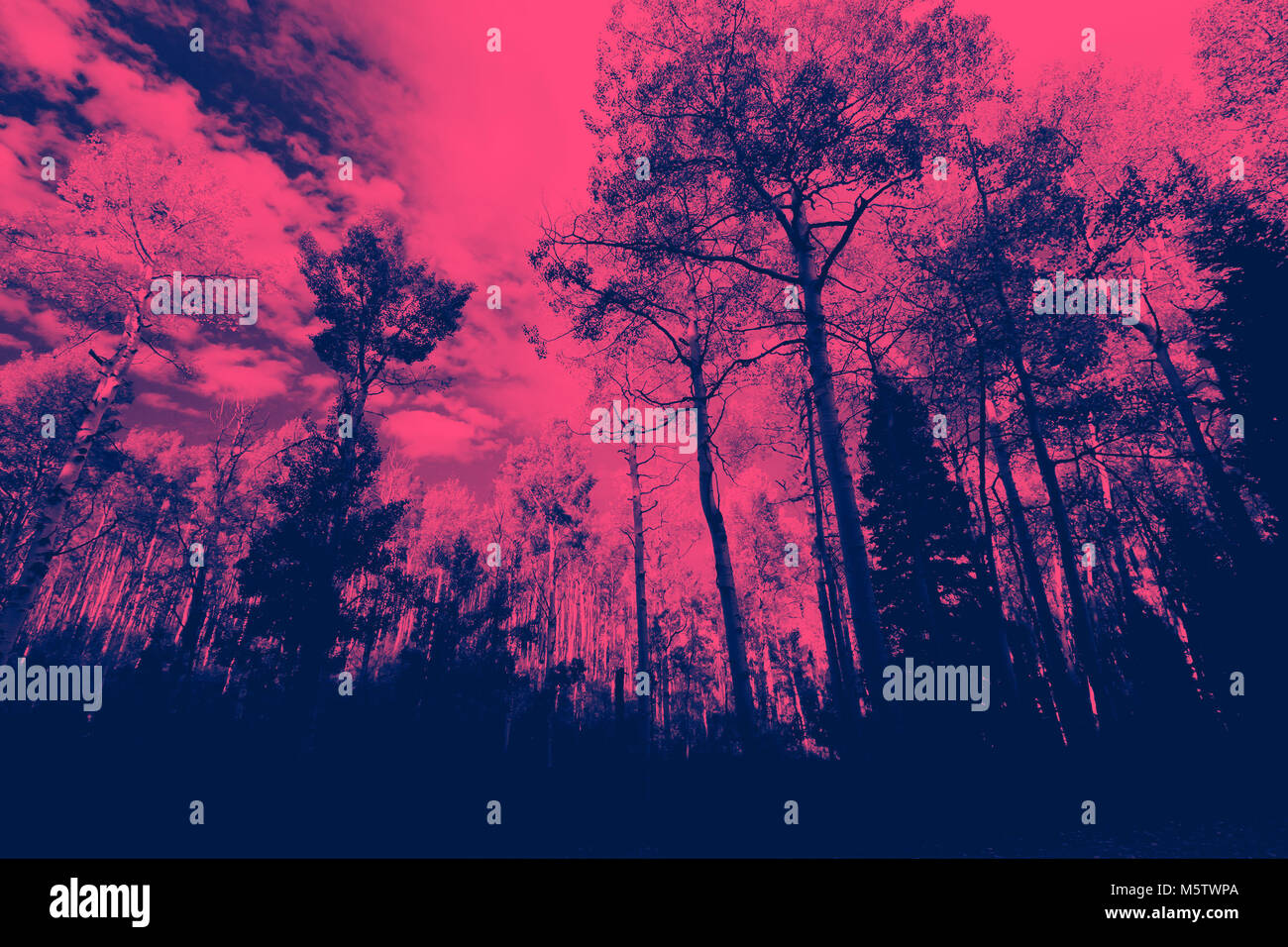 Pink and blue forest trees landscape Stock Photo - Alamy