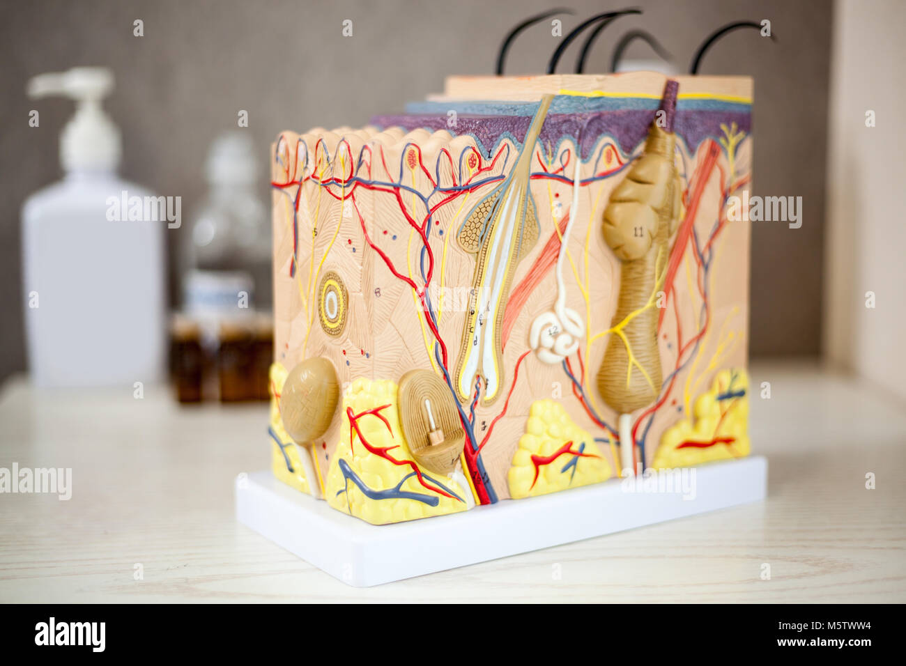 Skin model hi-res stock photography and images - Alamy