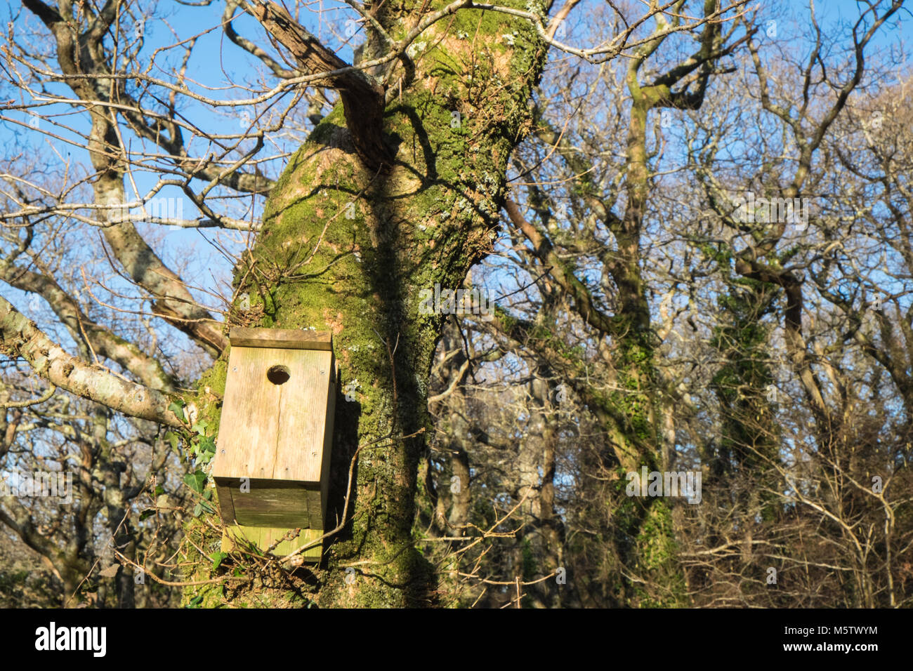 Rspb hide ynyshir hi-res stock photography and images - Alamy