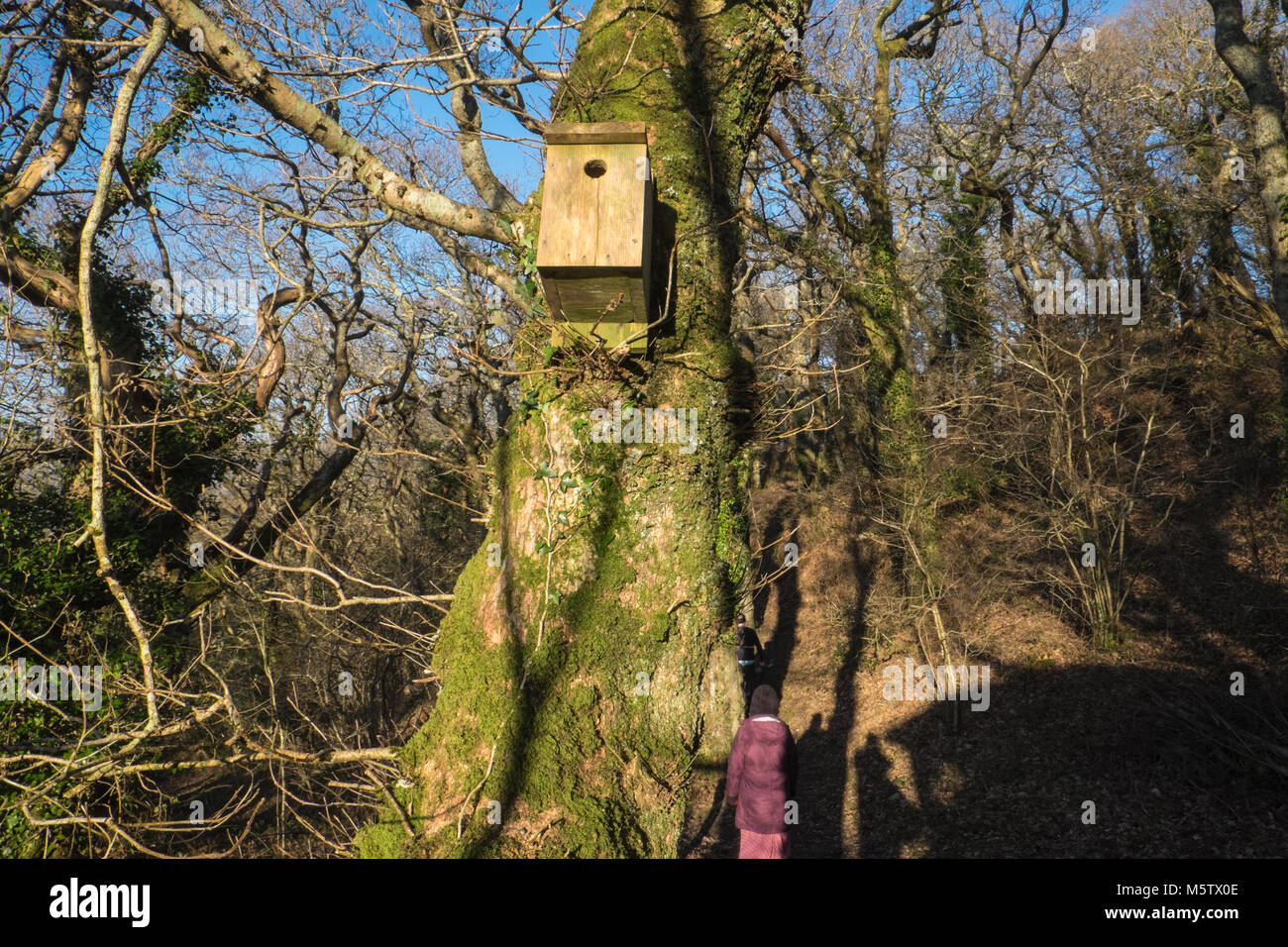 Rspb nestbox hi-res stock photography and images - Alamy