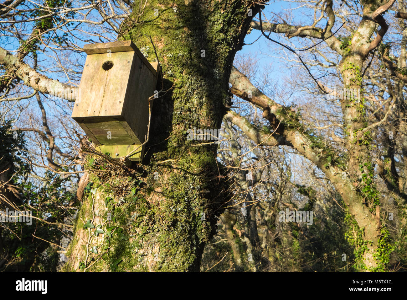 Rspb nestbox hi-res stock photography and images - Alamy