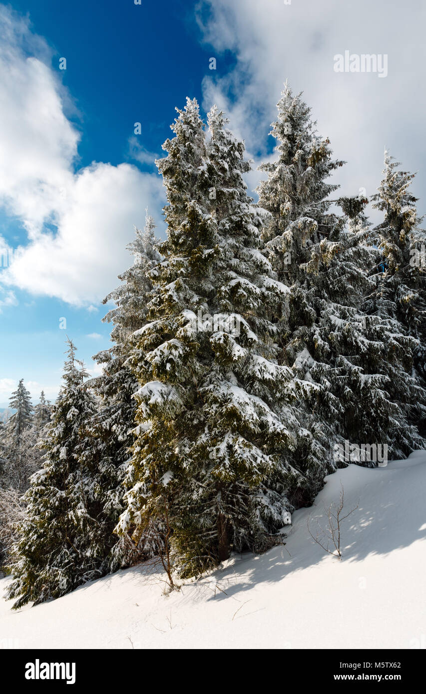 Winter calm mountain landscape with beautiful frosting trees and ...